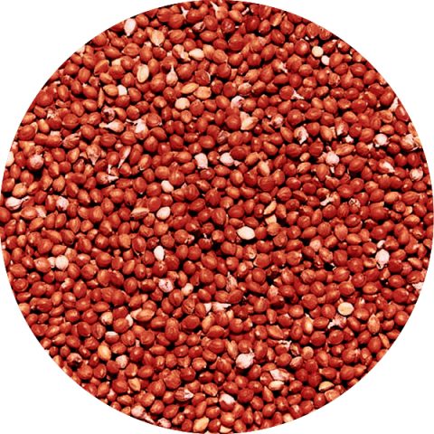 Millet Rouge | Meunerie Soucy